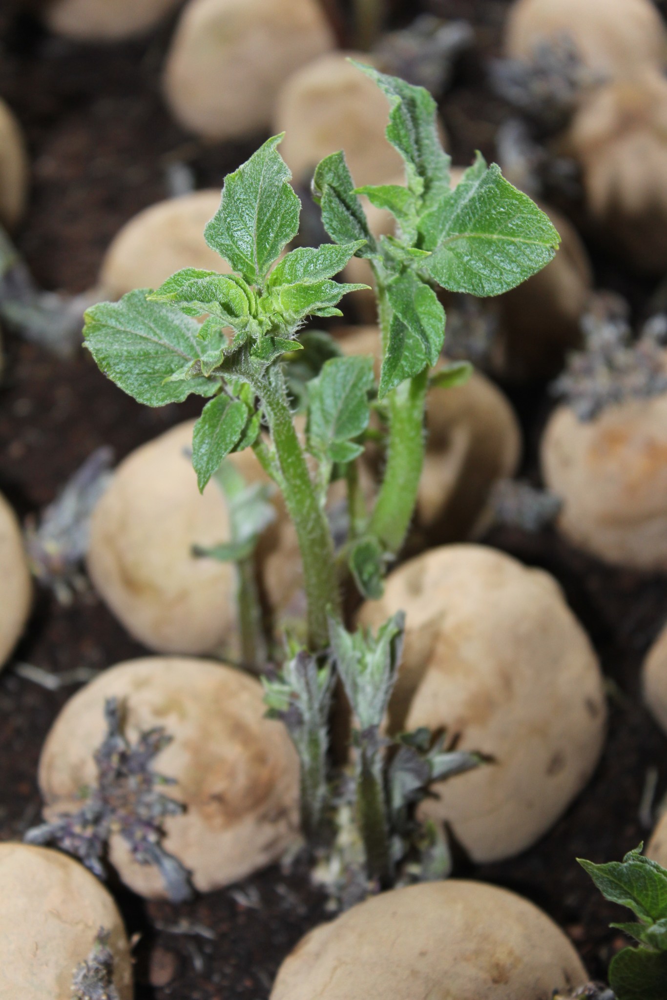Potatis, potatis – Odling som livsstil