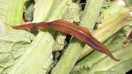 Detta behöver du veta om den nya invasiva plattmasken – ODLINGSAKADEMIEN